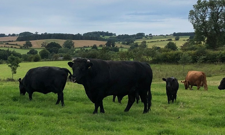Northumbrian Dexter Beef - pre-order online today!