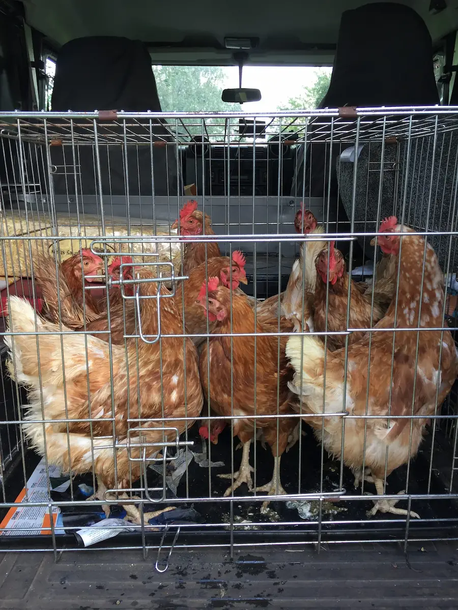 Goat's eggs - Southlands